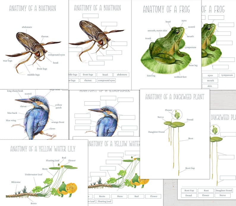 Pond Life Unit Study: Animals, Plants, Ecosystem (instant Download) - Etsy