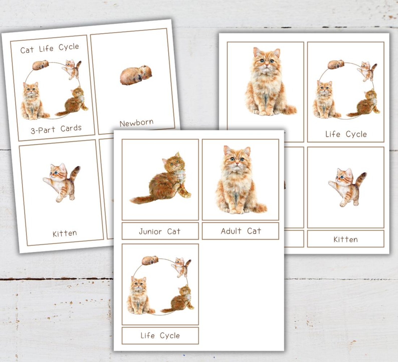 CAT/FELINE Life Cycle, Nature Study, Homeschool Printable, Instant ...