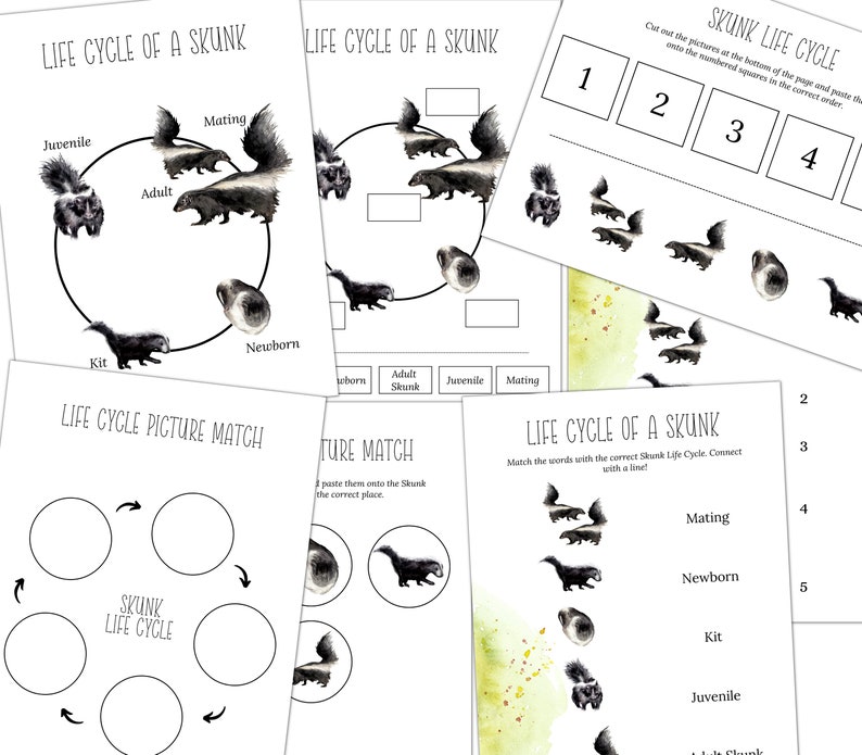 SKUNK Unit Study Life Cycle Anatomy Nature Study Science - Etsy