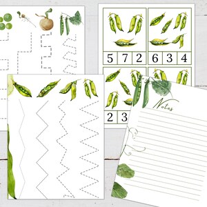 Pea Plant Unit Study: Life Cycle, Anatomy, Homeschool (instant Download ...