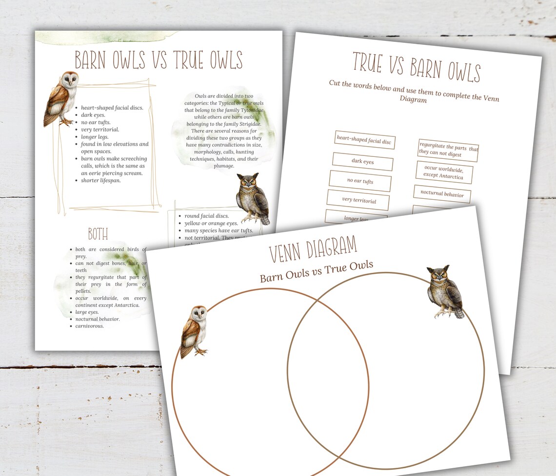 TRUE Vs BARN OWLS Venn Diagram Activity, Homeschool, Montessori ...