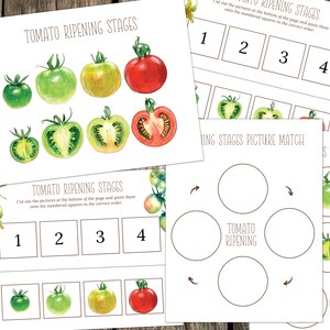 TOMATO Unit Study, Life Cycle, Anatomy, Nature Study, Science ...