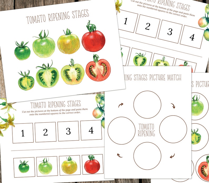 TOMATO Unit Study Life Cycle Anatomy Nature Study Science - Etsy