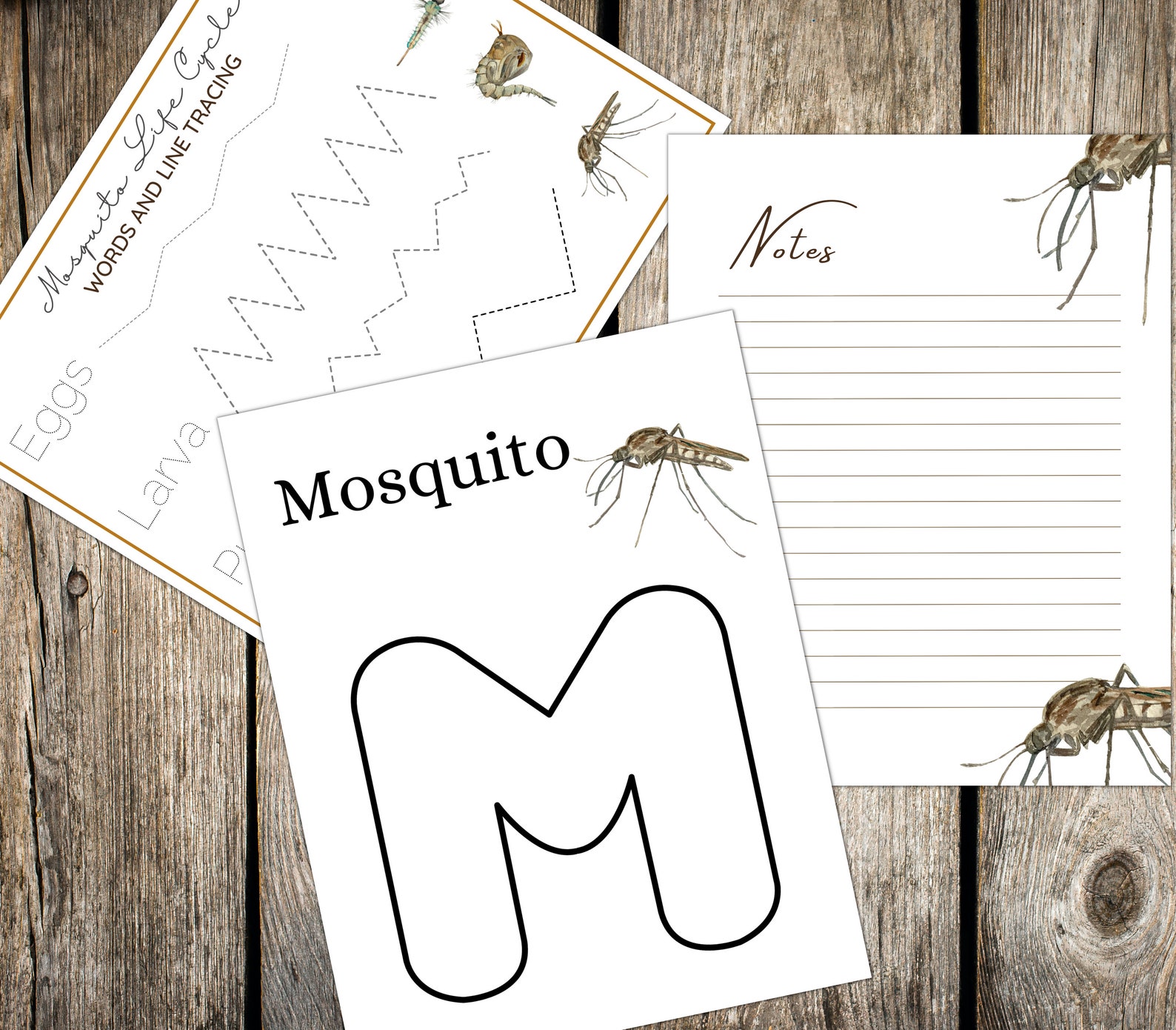 MOSQUITO Unit Study Life Cycle Anatomy Nature Study - Etsy