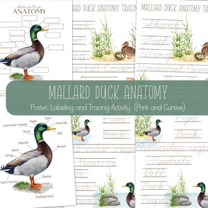 MALLARD DUCK Unit Study, Life Cycle, Anatomy, Nature Study, Science ...