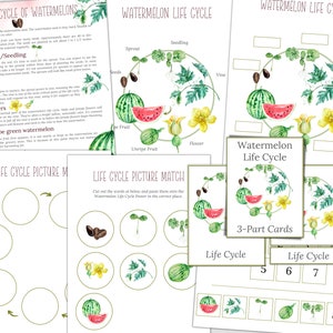 WATERMELON Unit Study, Life Cycle, Anatomy, Nature Study, Science ...
