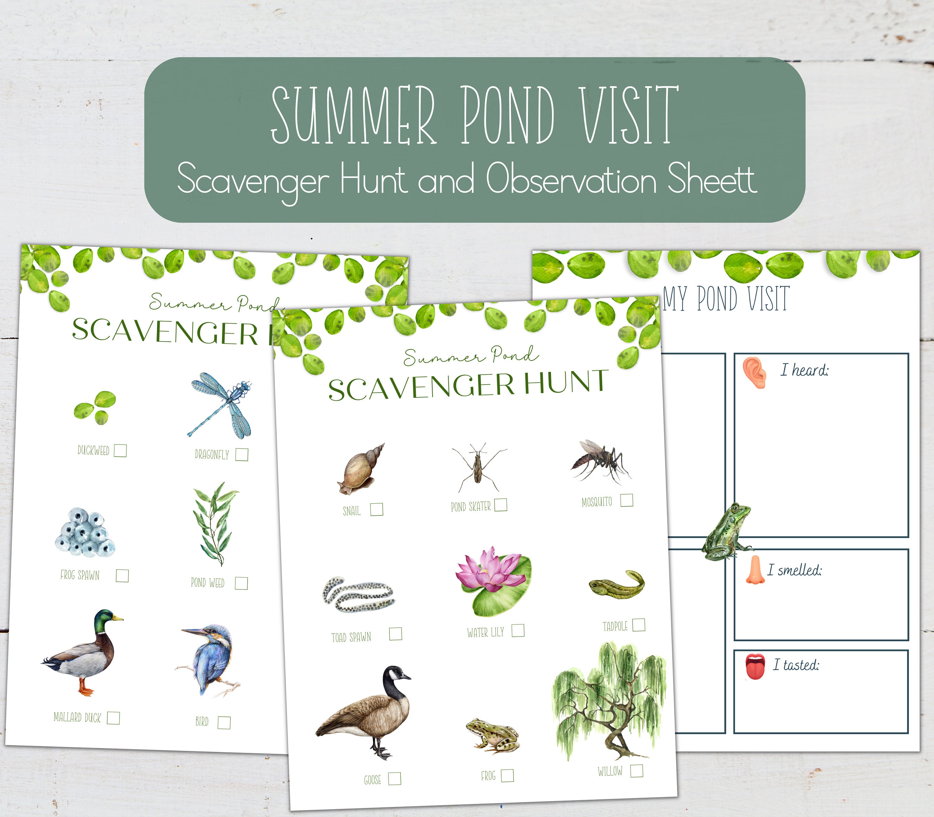 Pond Scavenger Hunt: Observation Activity Pages (printable PDF) - Etsy
