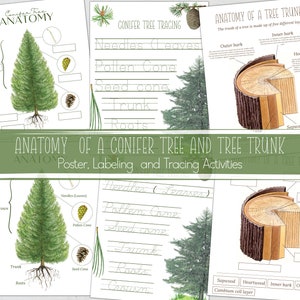 WINTER NATURE BUNDLE, Winter Forest Animals Unit, Winter Birds Unit ...
