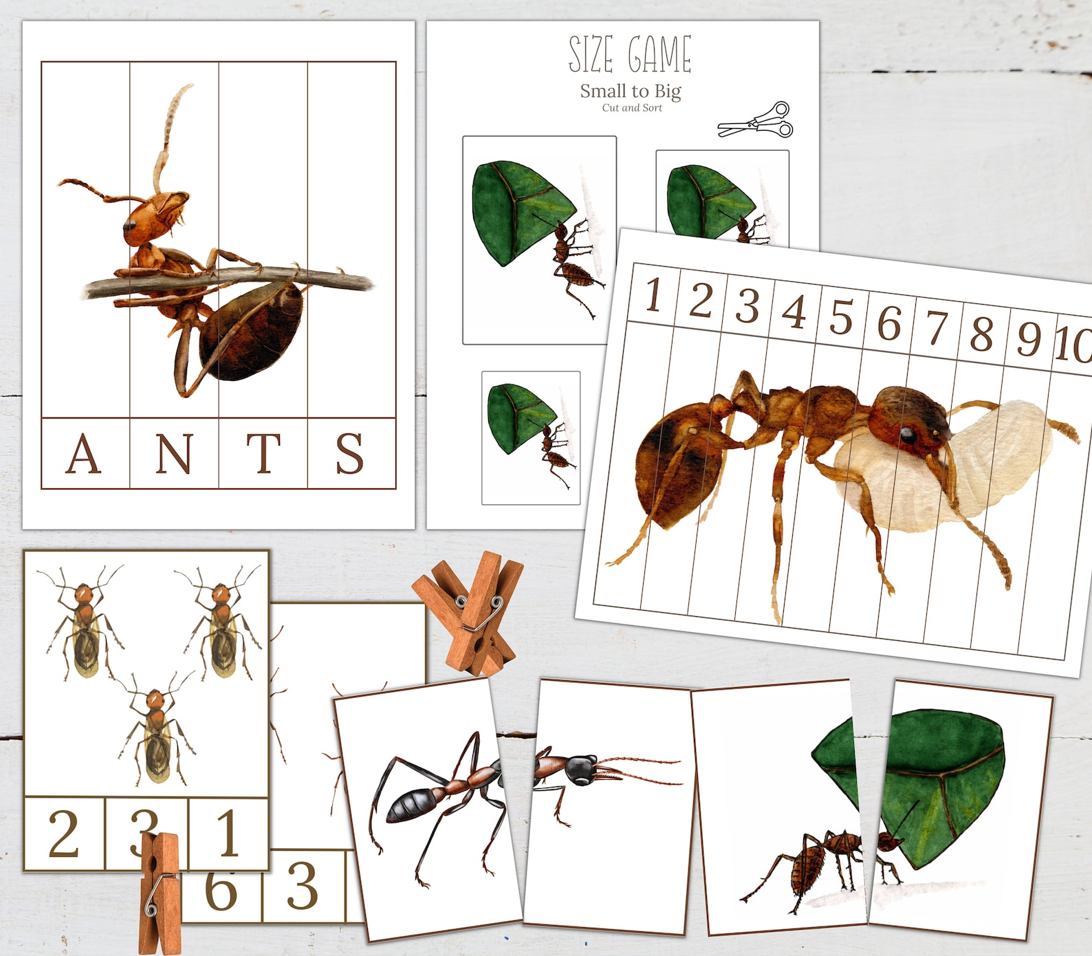 Ant Colony Unit Study: Homeschool Science Printable (instant Download ...