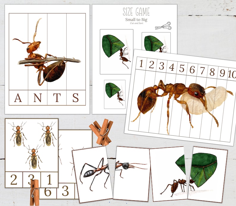 Ant Colony Unit Study: Homeschool Science Printable (instant Download ...