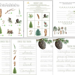 CONIFER TREE Unit Study, Life Cycle, Anatomy, Nature Study, Science ...
