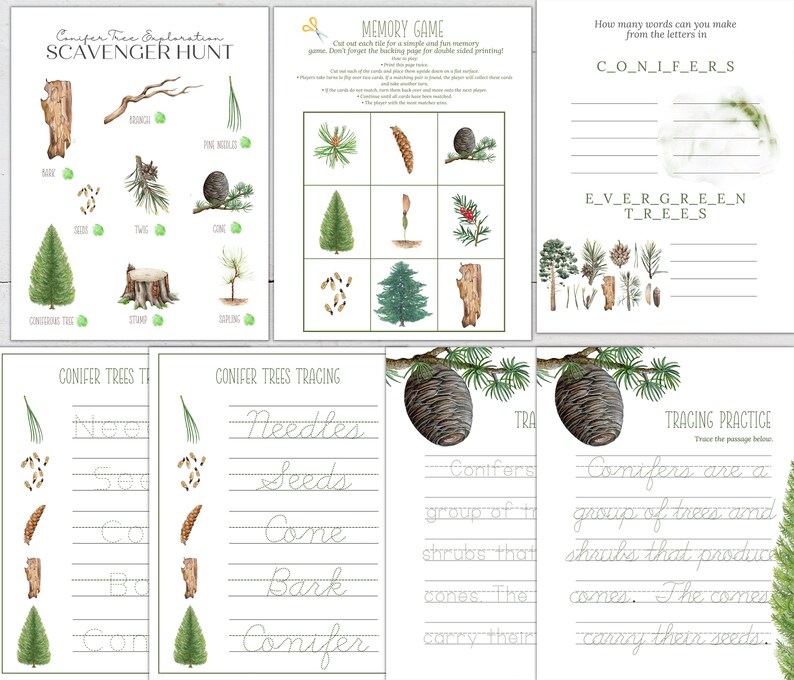 CONIFER TREE Unit Study, Life Cycle, Anatomy, Nature Study, Science ...