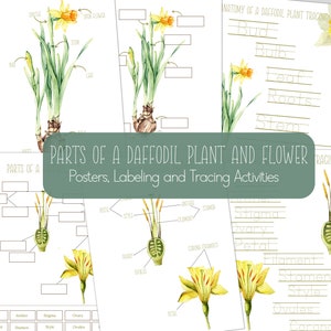Daffodil Unit Study: Homeschool Science Printable (instant Download) - Etsy