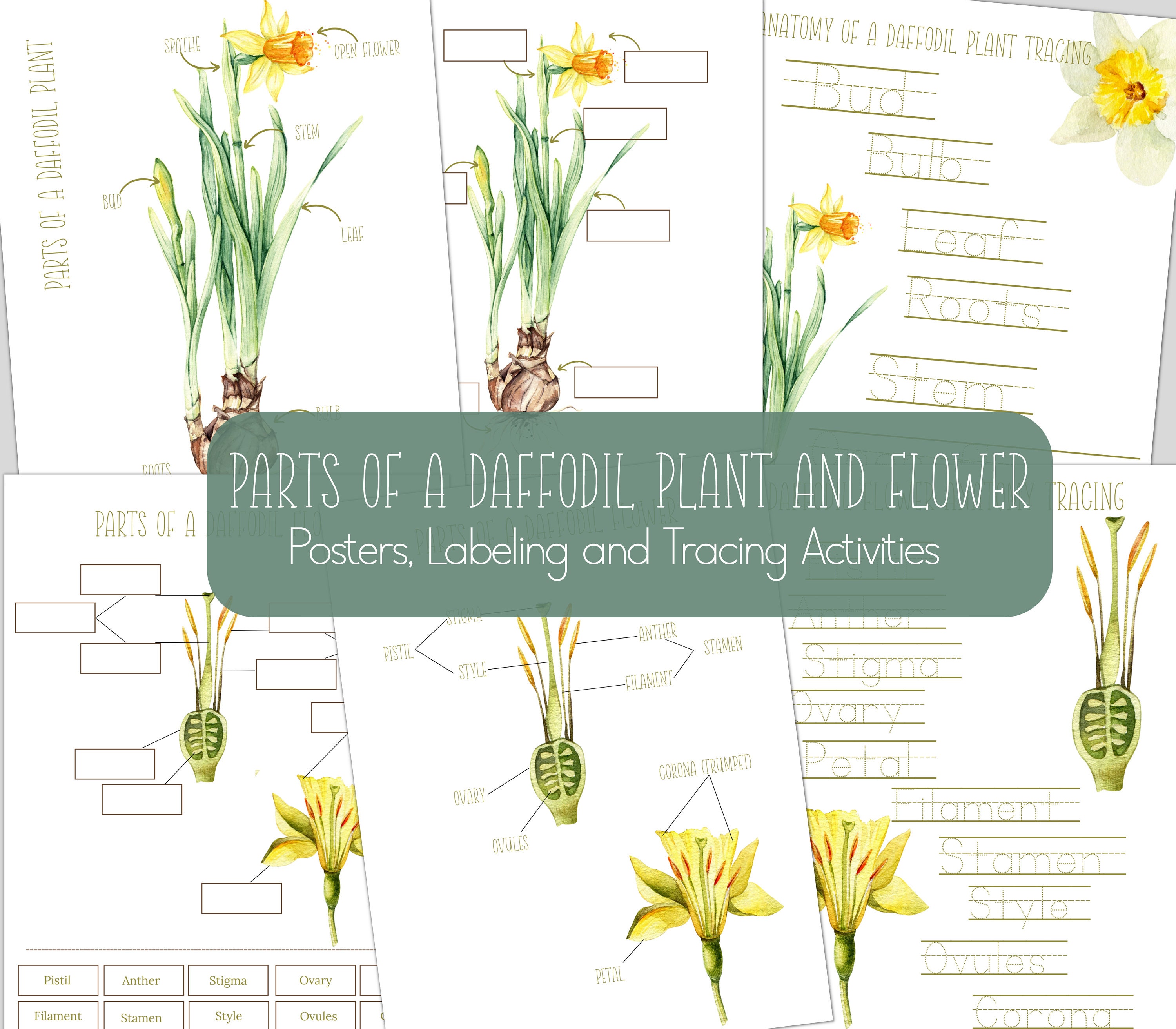 DAFFODIL Unit Study Life Cycle Anatomy Nature Study - Etsy UK