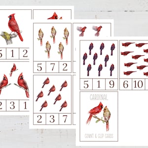 NORTHERN CARDINAL Unit Study, Life Cycle, Anatomy, Nature Study ...