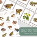 FROG Unit Study, Life Cycle, Anatomy, Nature Study, Science ...