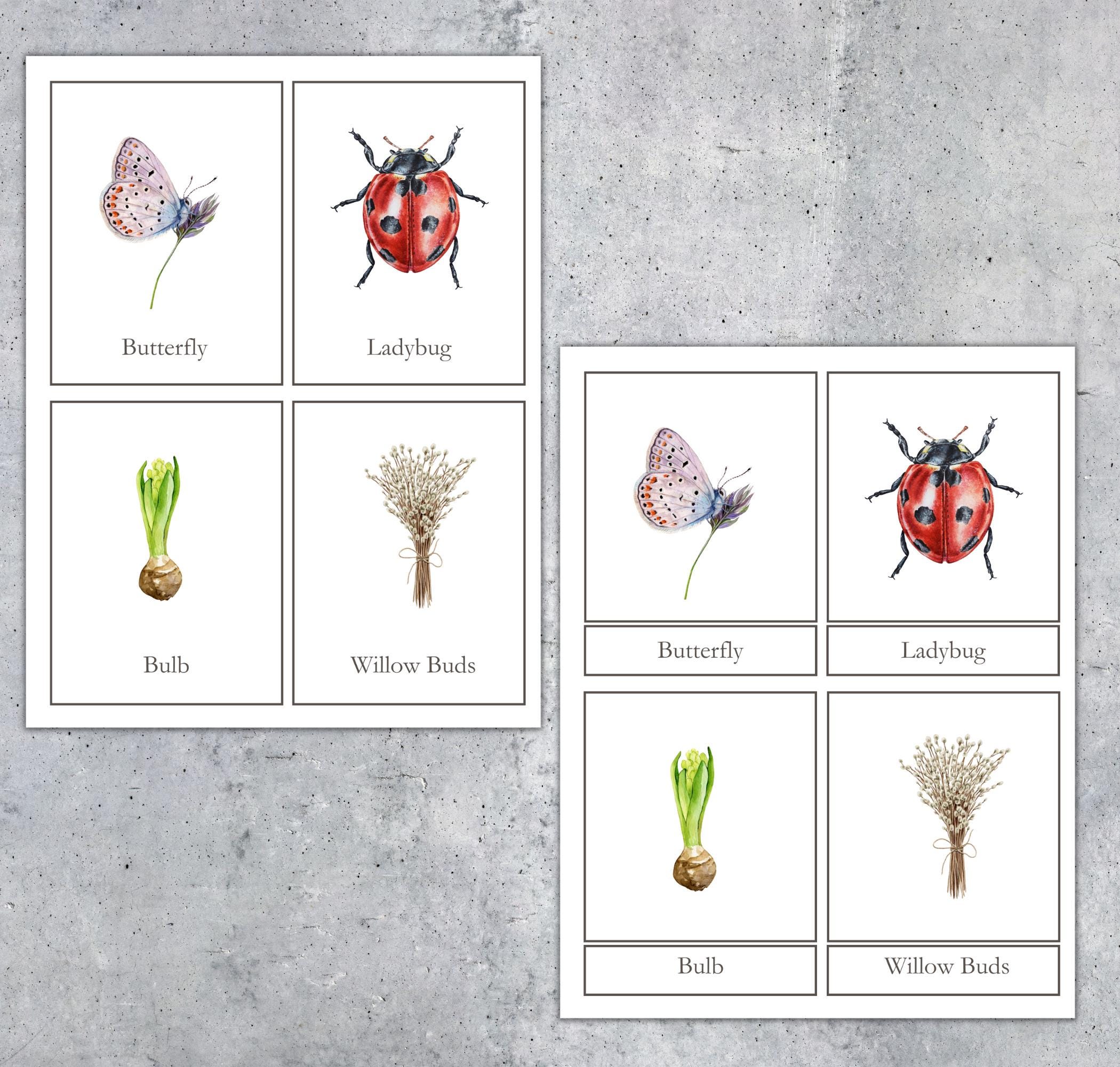 SPRING NATURE Montessori 3 Part Cards. Preschool Vocabulary Activity ...