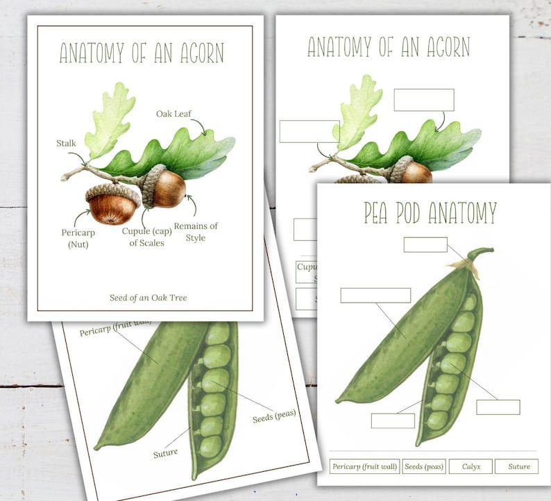 SEED DISPERSAL Unit Study, Anatomy, Nature Study, Science, Handwriting ...