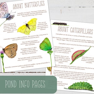Butterflies and Their Caterpillars Unit Study, Life Cycle, Anatomy ...