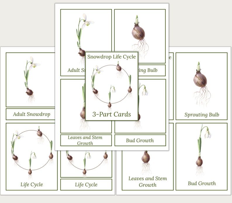 Snowdrop Unit Study: Homeschool Science Printable (instant Download) - Etsy