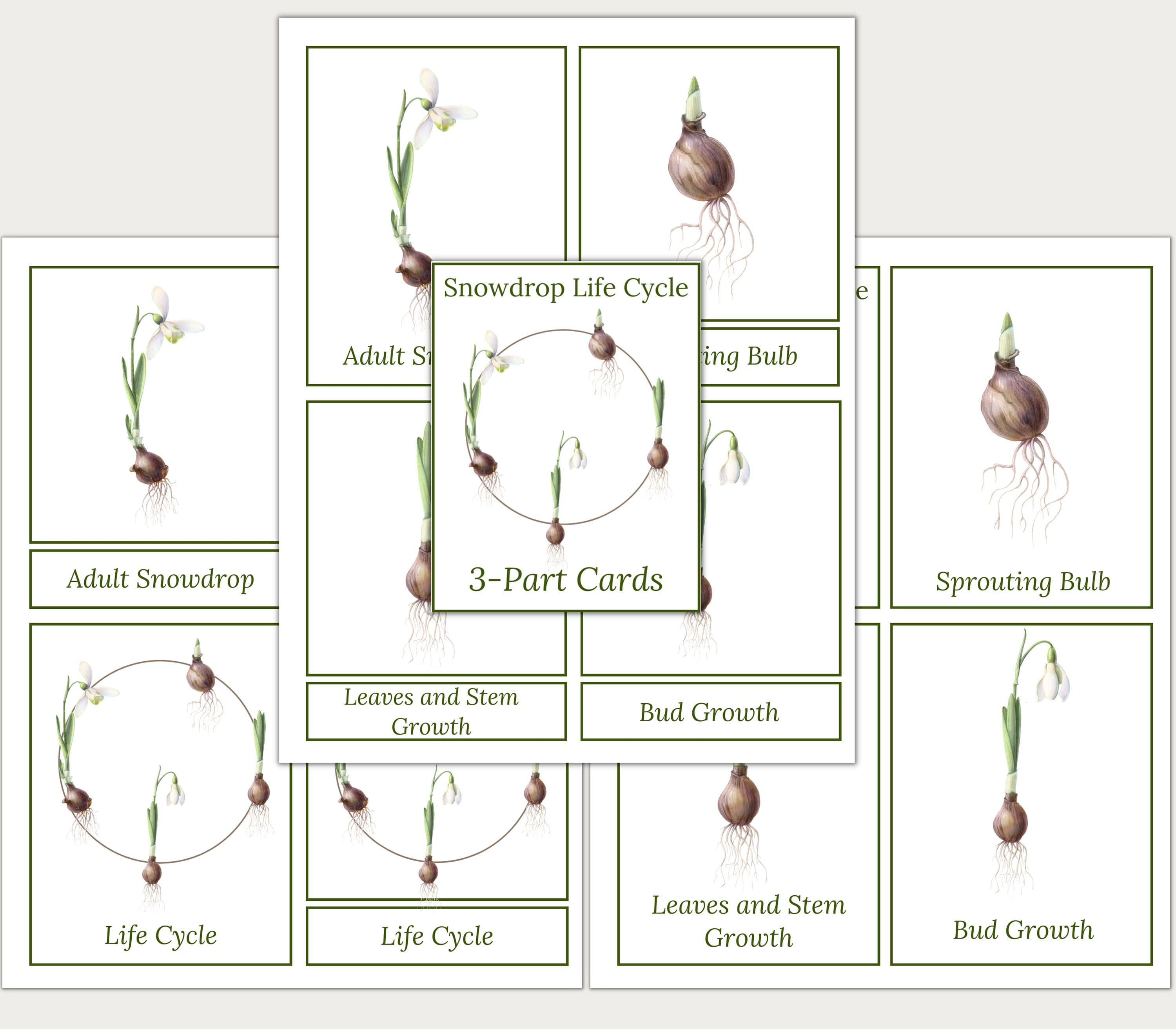 Snowdrop Unit Study: Homeschool Science Printable (instant Download) - Etsy