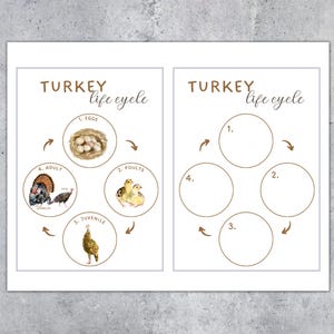 FARM ANIMALS Life Cycle Printable 5x7" Flashcards and Matching ...