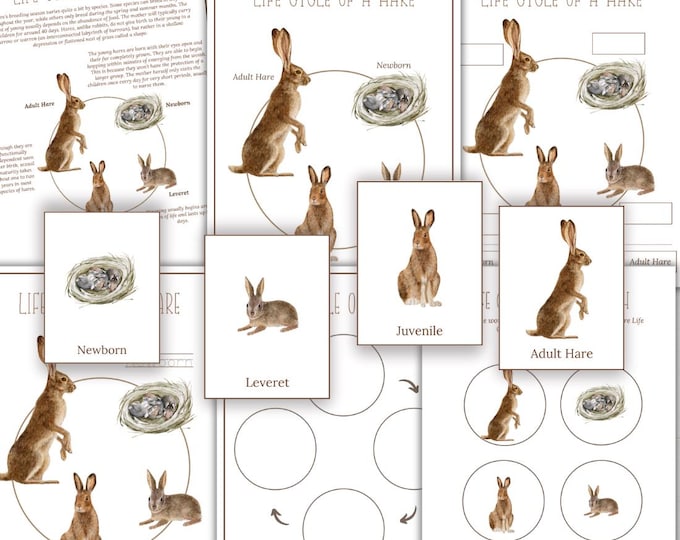 Rabbit Life Cycle Foldable Learning Activity for Kids | A4 and 11x8.5 ...