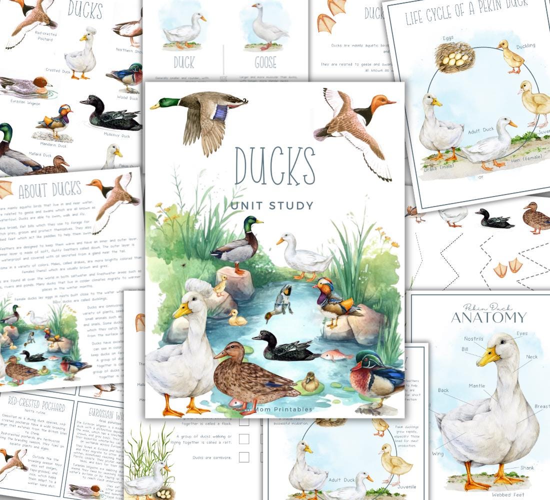 Ducks Unit Study: Life Cycle, Anatomy, Activities (homeschool Printable ...