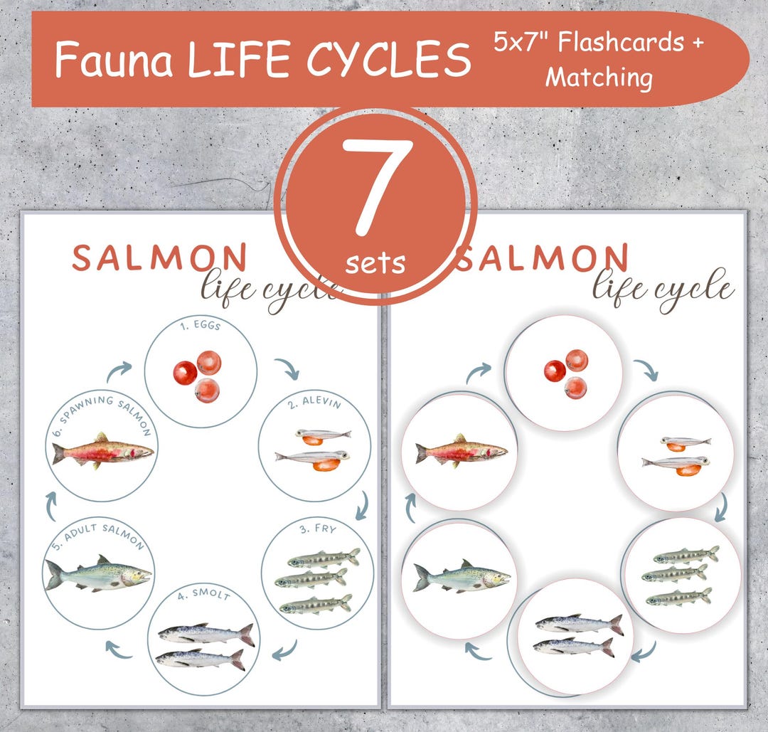 Fauna Life Cycle Printable 5x7" Flashcards and Matching Worksheets (5x7 ...