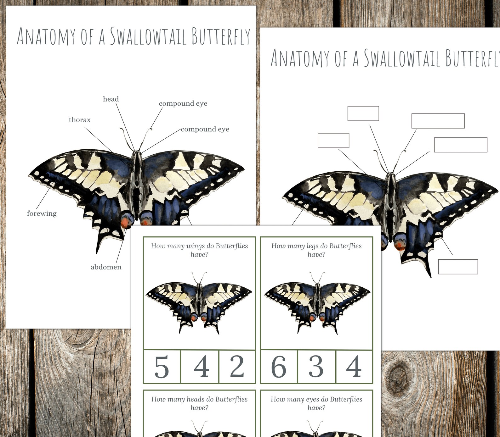 Swallowtail BUTTERFLY Unit Study Life Cycle Anatomy Nature - Etsy