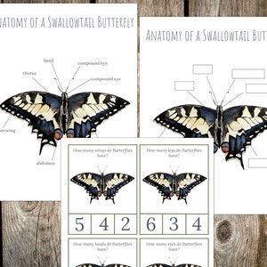 Swallowtail BUTTERFLY Unit Study, Life Cycle, Anatomy, Nature Study ...