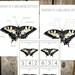 Swallowtail BUTTERFLY Unit Study Life Cycle Anatomy Nature - Etsy