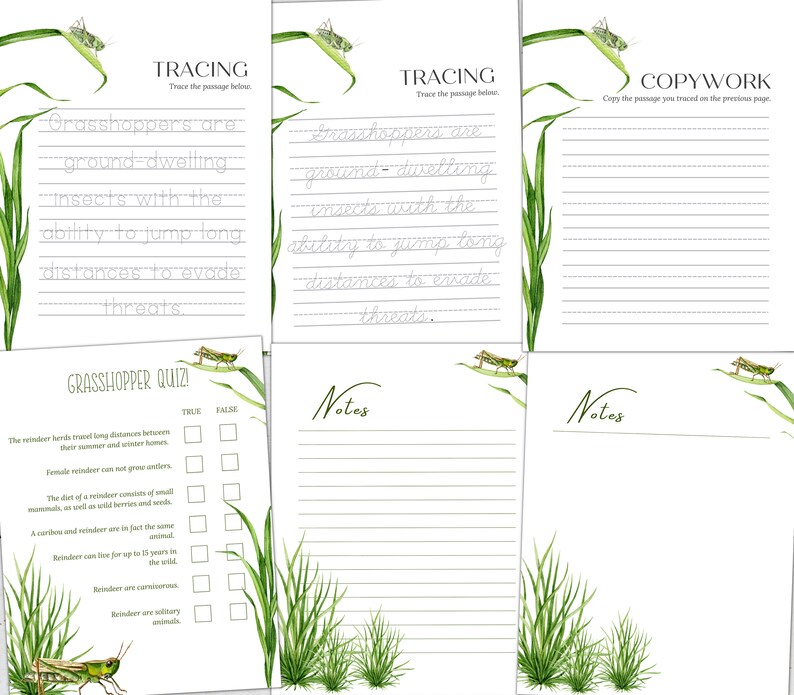 GRASSHOPPER Unit Study Life Cycle Anatomy Nature Study - Etsy