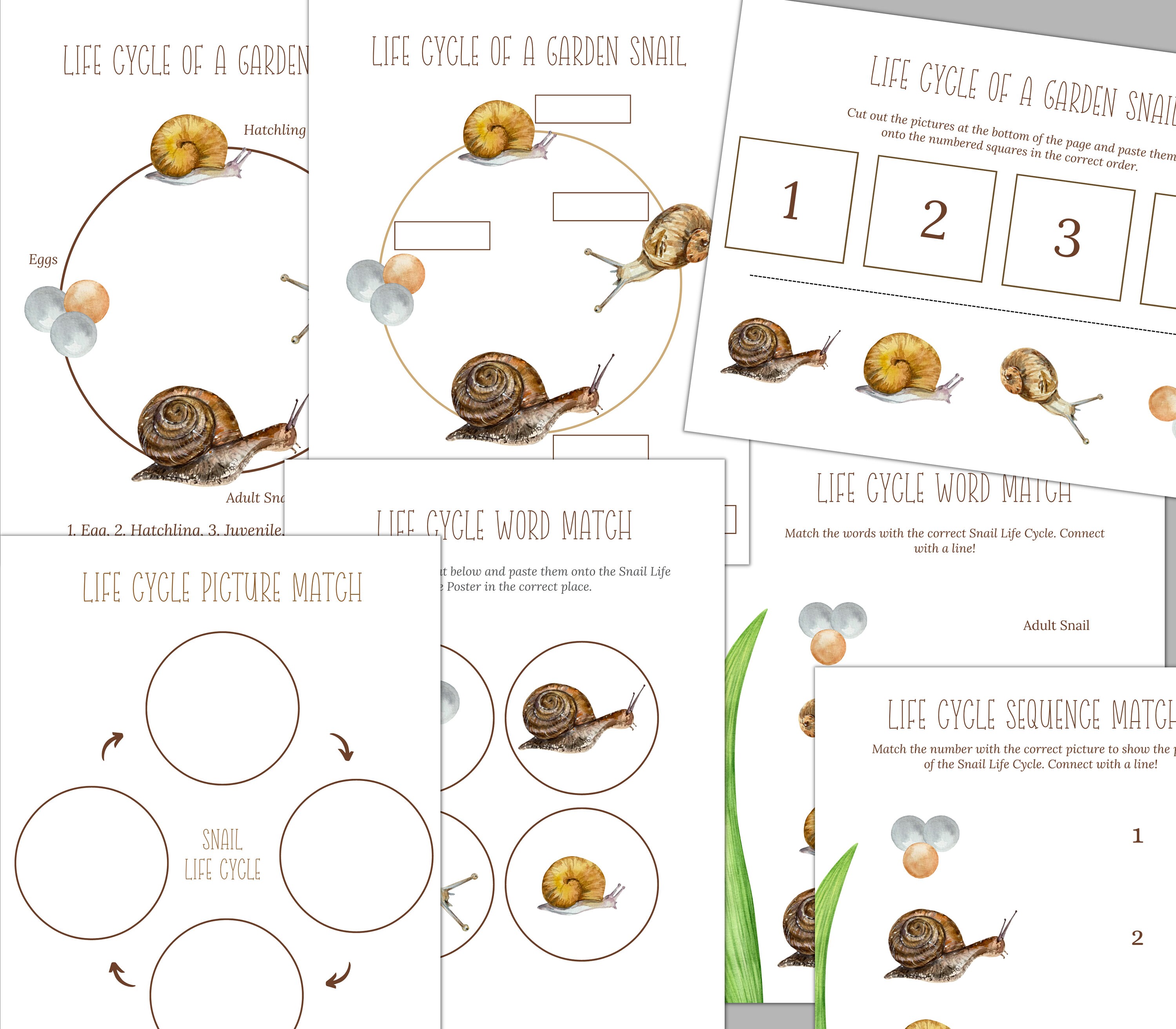 Snail Unit Study: Life Cycle, Anatomy, Homeschool Printable (instant ...