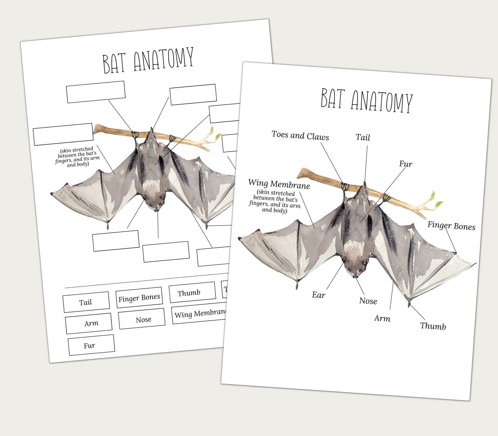 BATS Unit Study Life Cycle Anatomy Nature Study Science - Etsy