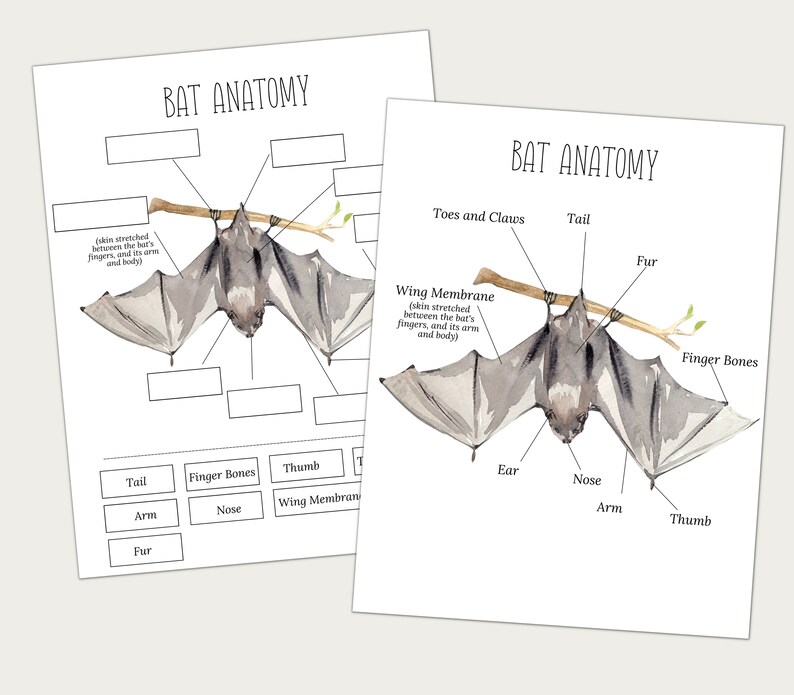 BATS Unit Study Life Cycle Anatomy Nature Study Science - Etsy