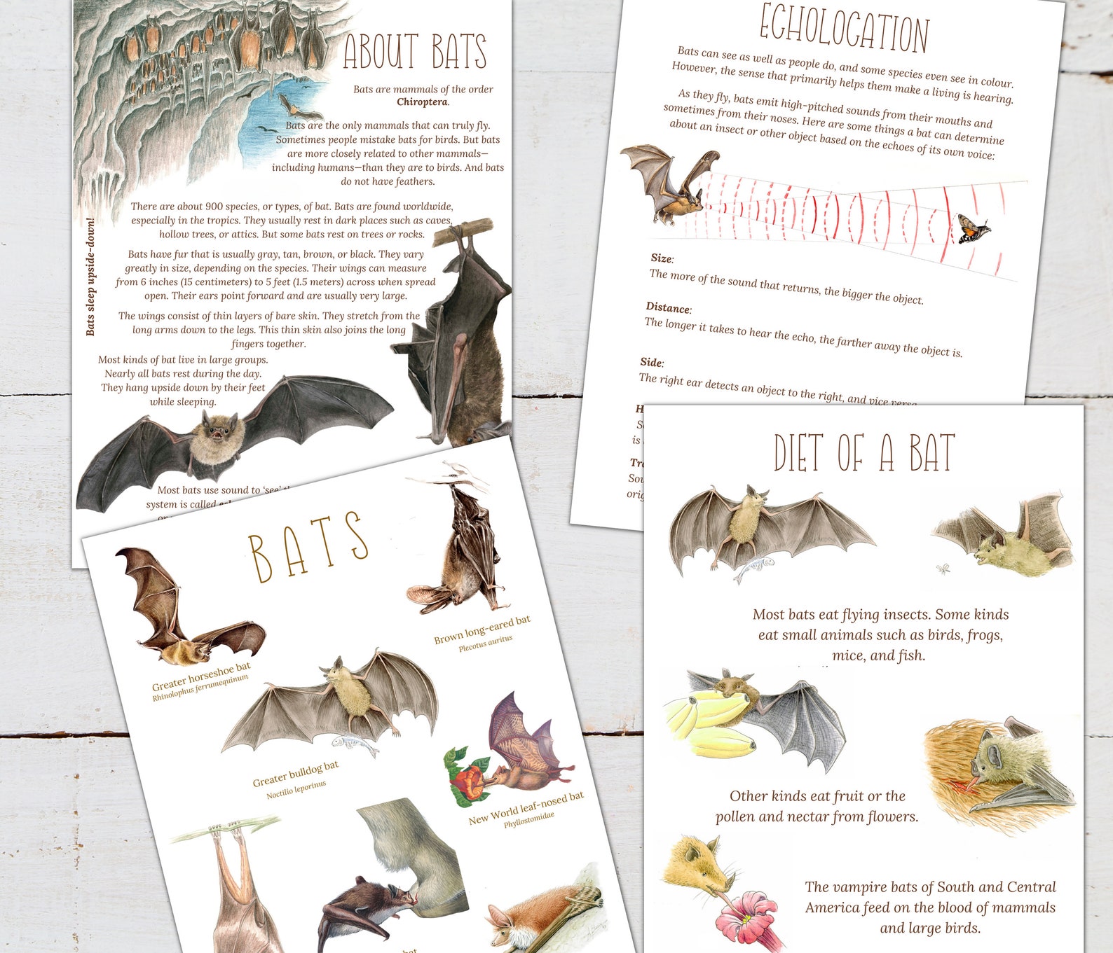 Bats Unit Study: Life Cycle, Anatomy, Homeschool Printable (instant ...