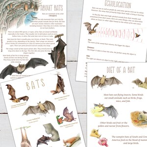 Bats Unit Study: Life Cycle, Anatomy, Homeschool Printable (instant ...