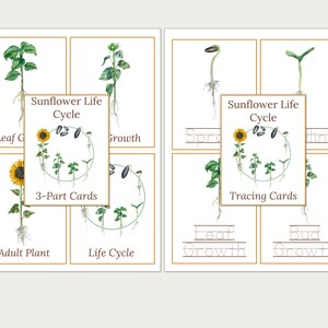 SUNFLOWER Unit Study, Life Cycle, Anatomy, Nature Study, Science ...