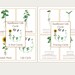 SUNFLOWER Unit Study Life Cycle Anatomy Nature Study - Etsy