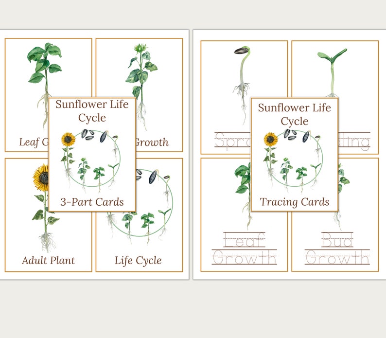SUNFLOWER Unit Study Life Cycle Anatomy Nature Study - Etsy