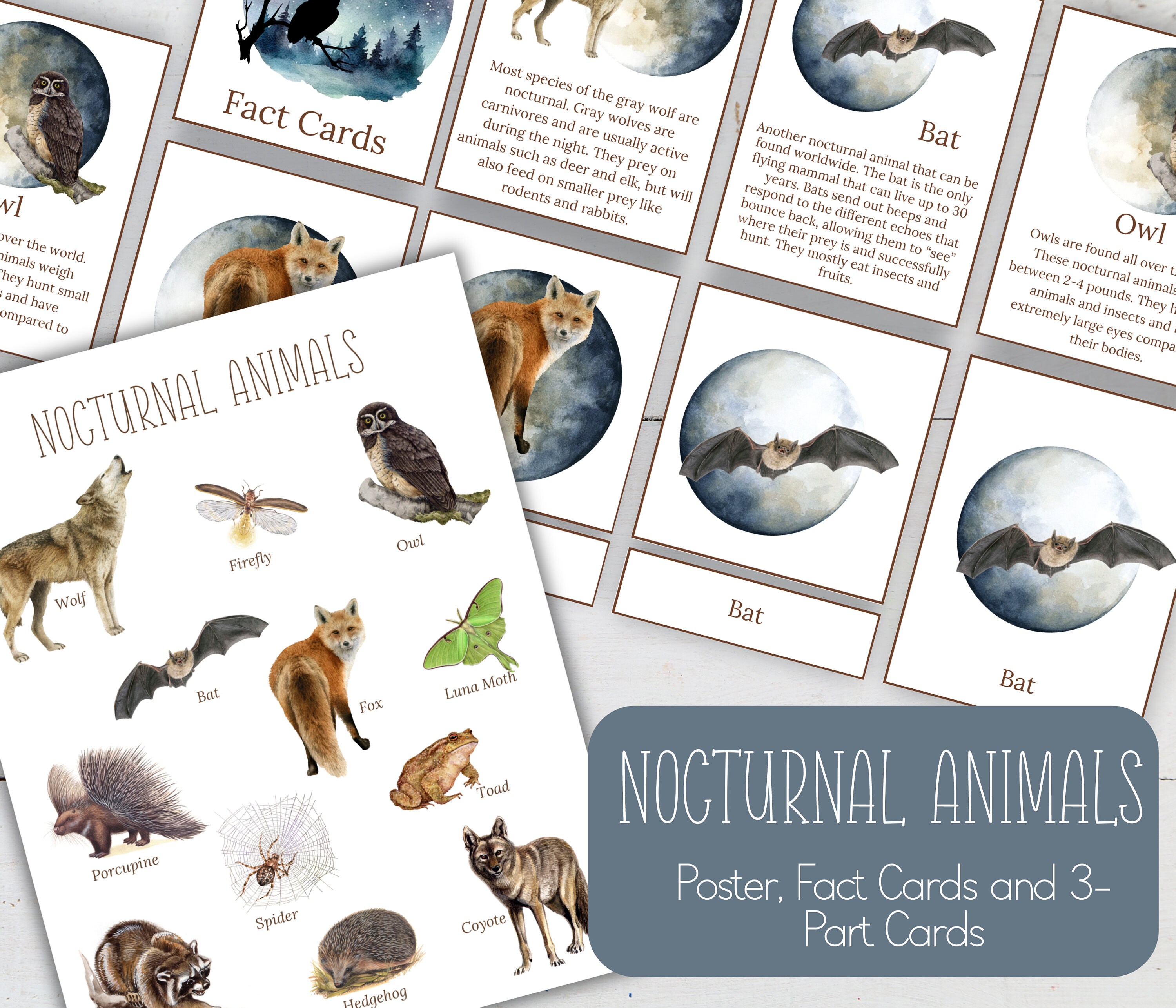 NOCTURNAL Animals Mini Poster + 3-part Cards + Fact Cards, Montessori ...