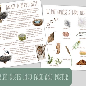 BIRD NESTS Unit Study, Nature Study, Science, Handwriting, Homeschool ...