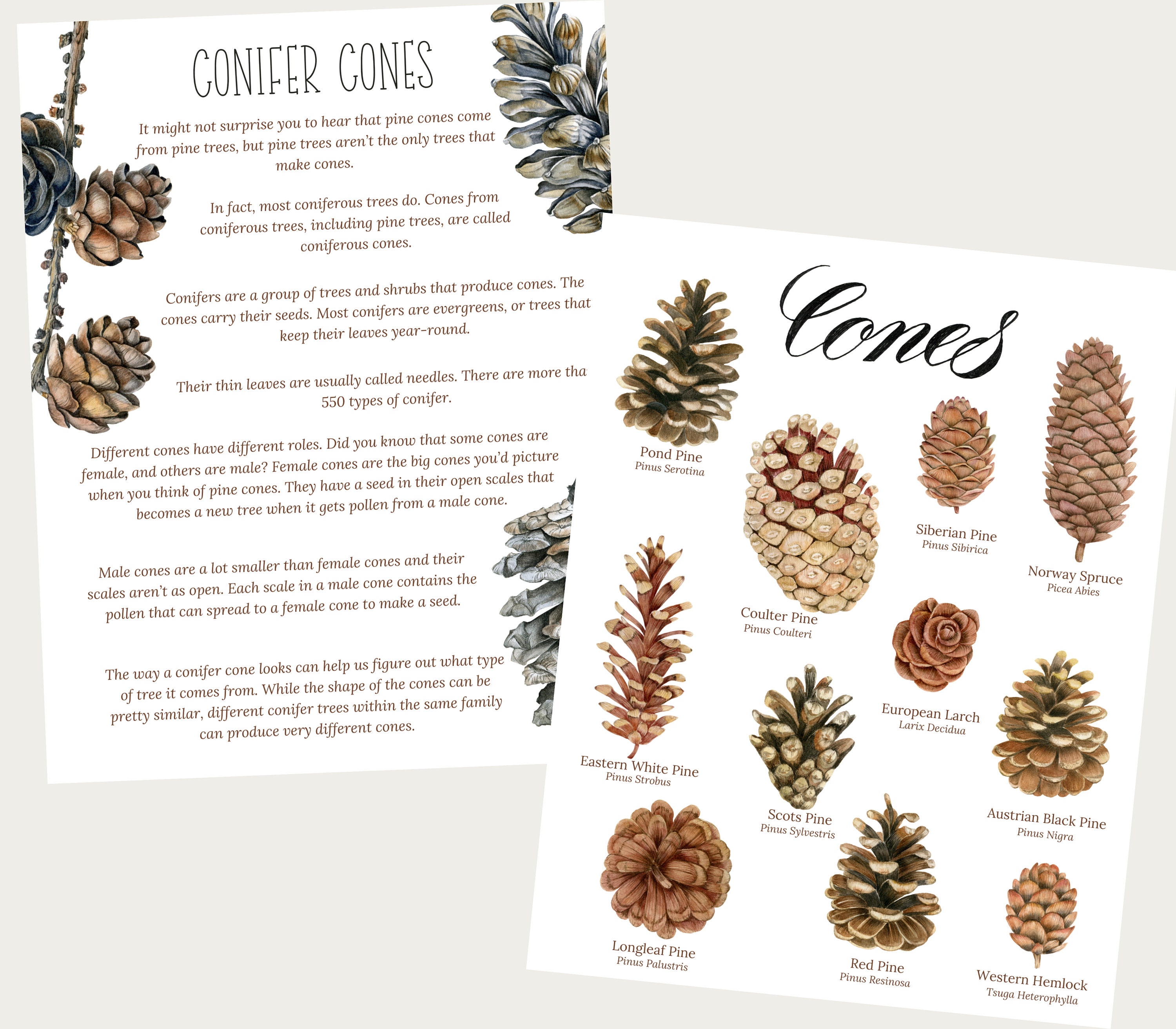 CONIFER Cones Unit Study, Vocabulary, Anatomy, Handwriting, Homeschool ...