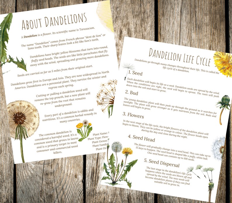 DANDELION Unit Study Life Cycle Anatomy Nature Study - Etsy