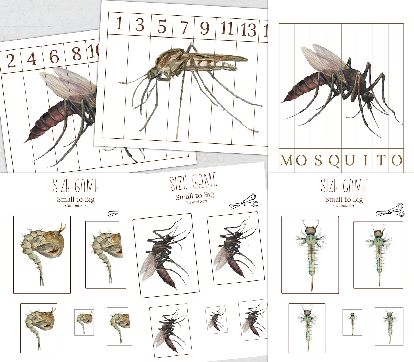 Mosquito Unit Study: Life Cycle, Anatomy, Homeschool Printable (INSTANT ...