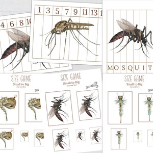 MOSQUITO Unit Study, Life Cycle, Anatomy, Nature Study, Science ...