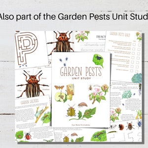 LARGE WHITE BUTTERFLY Life Cycle, Nature Study, Homeschool Printable ...