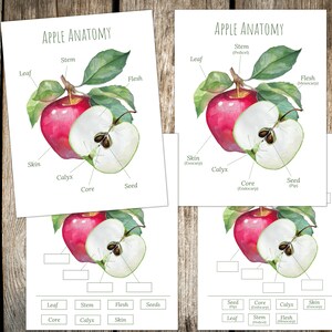 APPLE Unit Study Life Cycle Anatomy Nature Study Science - Etsy