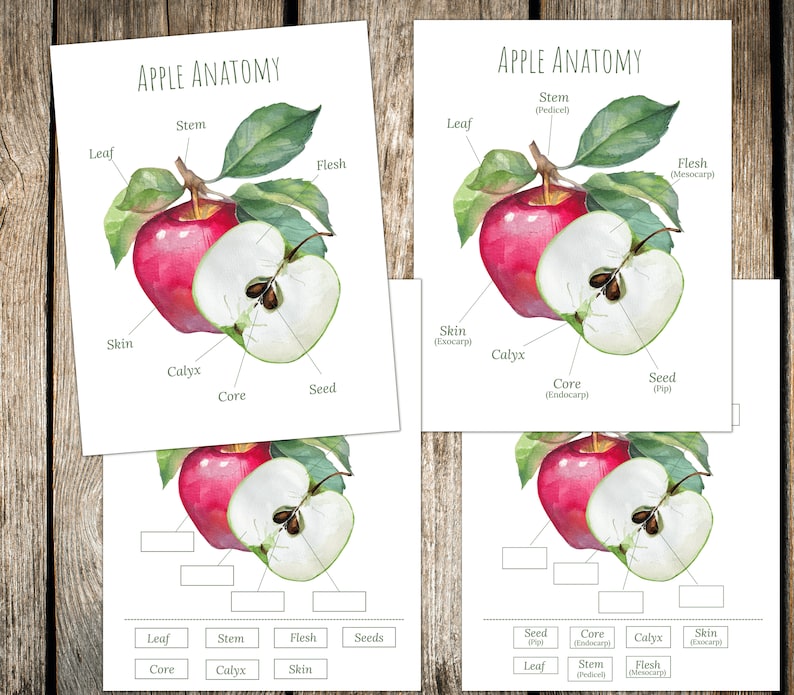 APPLE Unit Study Life Cycle Anatomy Nature Study Science - Etsy